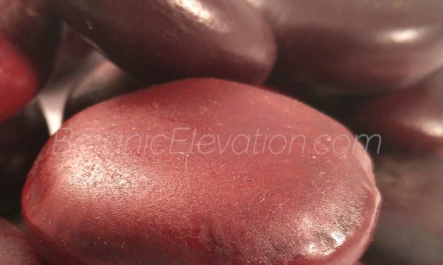 African Dream Root (Silene Capensis) - Botanic Elevation