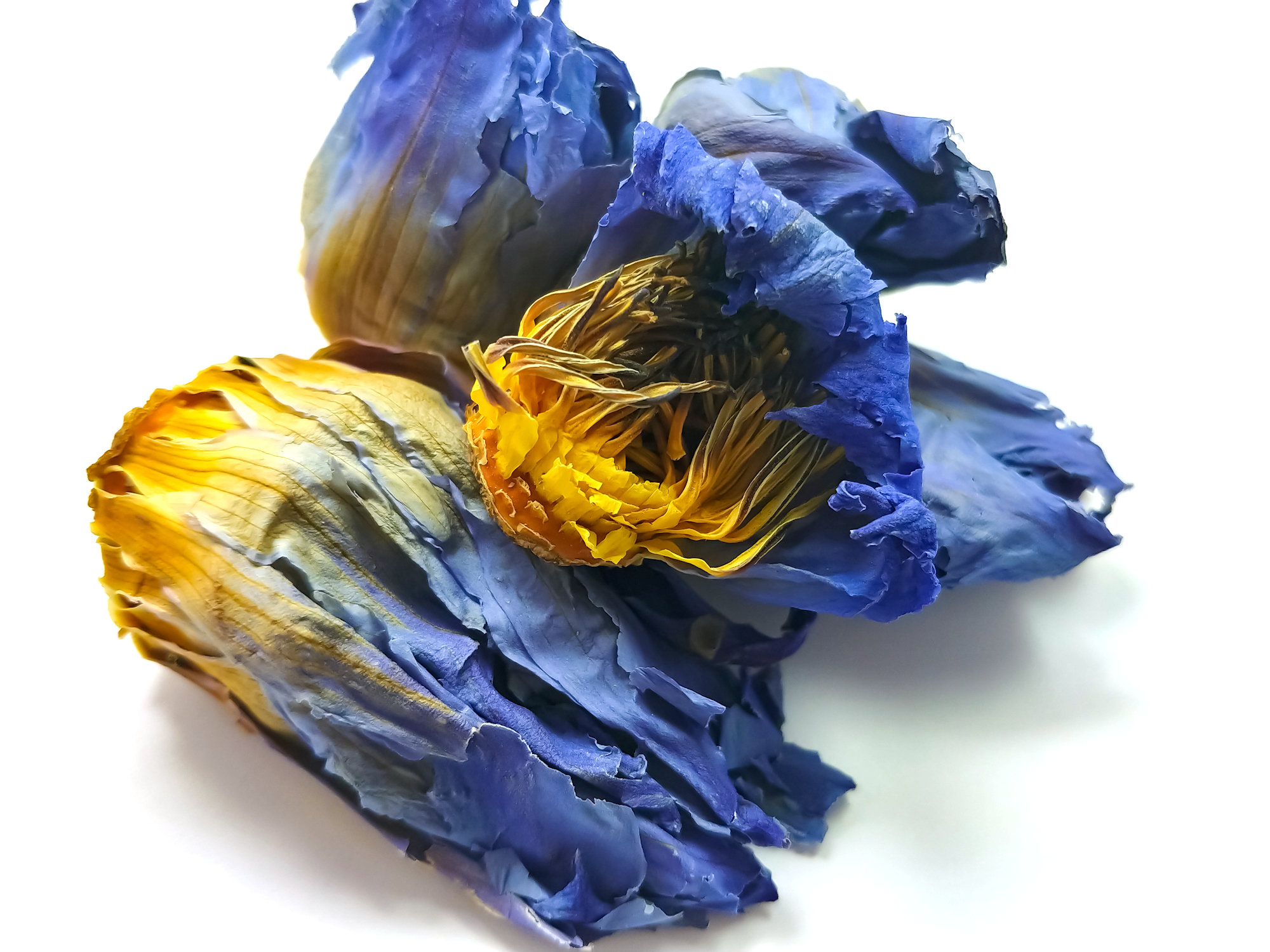 Blue Lotus - Botanic Elevation