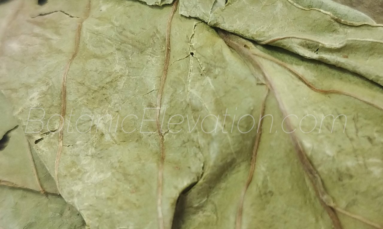 Banisteriopsis Caapi Leaves - Botanic Elevation