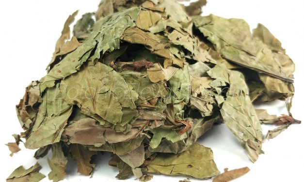 Banisteriopsis Caapi Leaves - Botanic Elevation