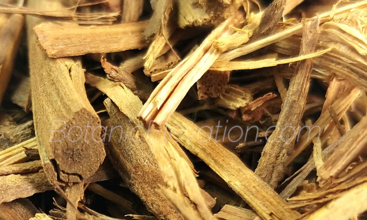 Banisteriopsis Caapi Leaves - Botanic Elevation