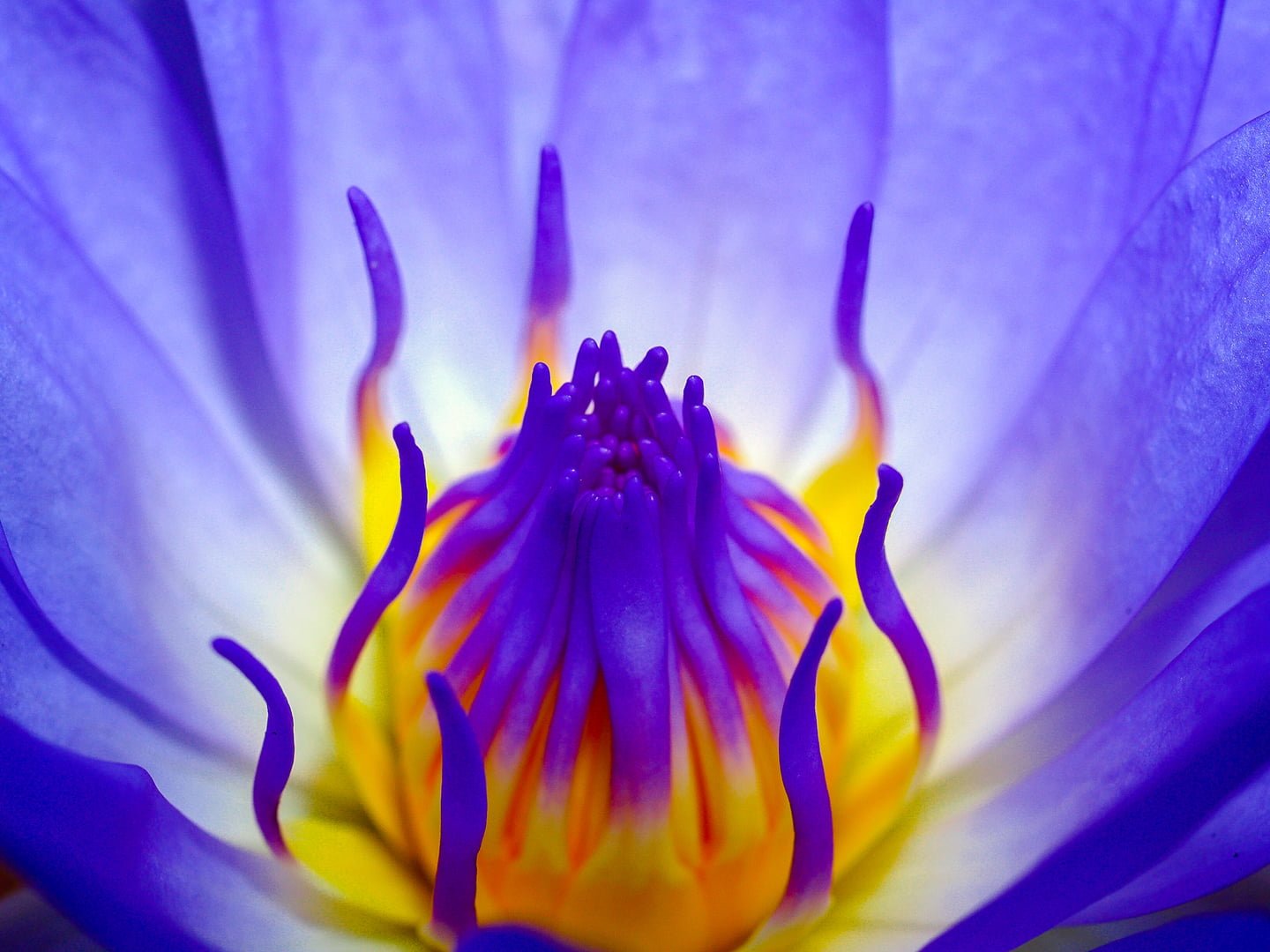 Blue Lotus Flowers - Botanic Elevation