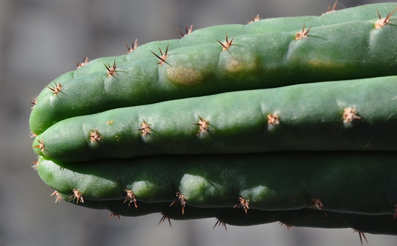 San Pedro/Huachuma Cactus Powder - Botanic Elevation
