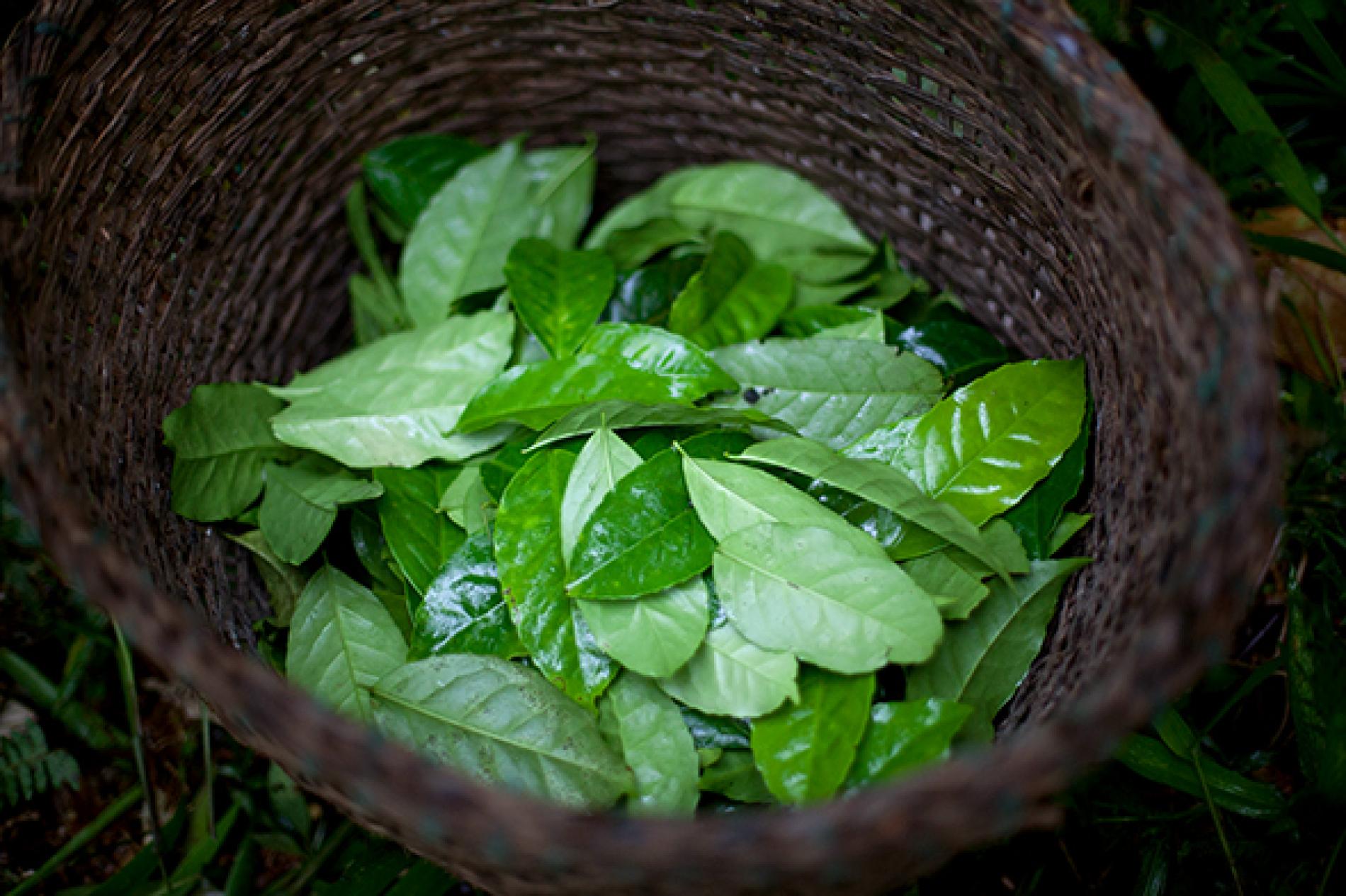 Guayusa Leaf - Botanic Elevation