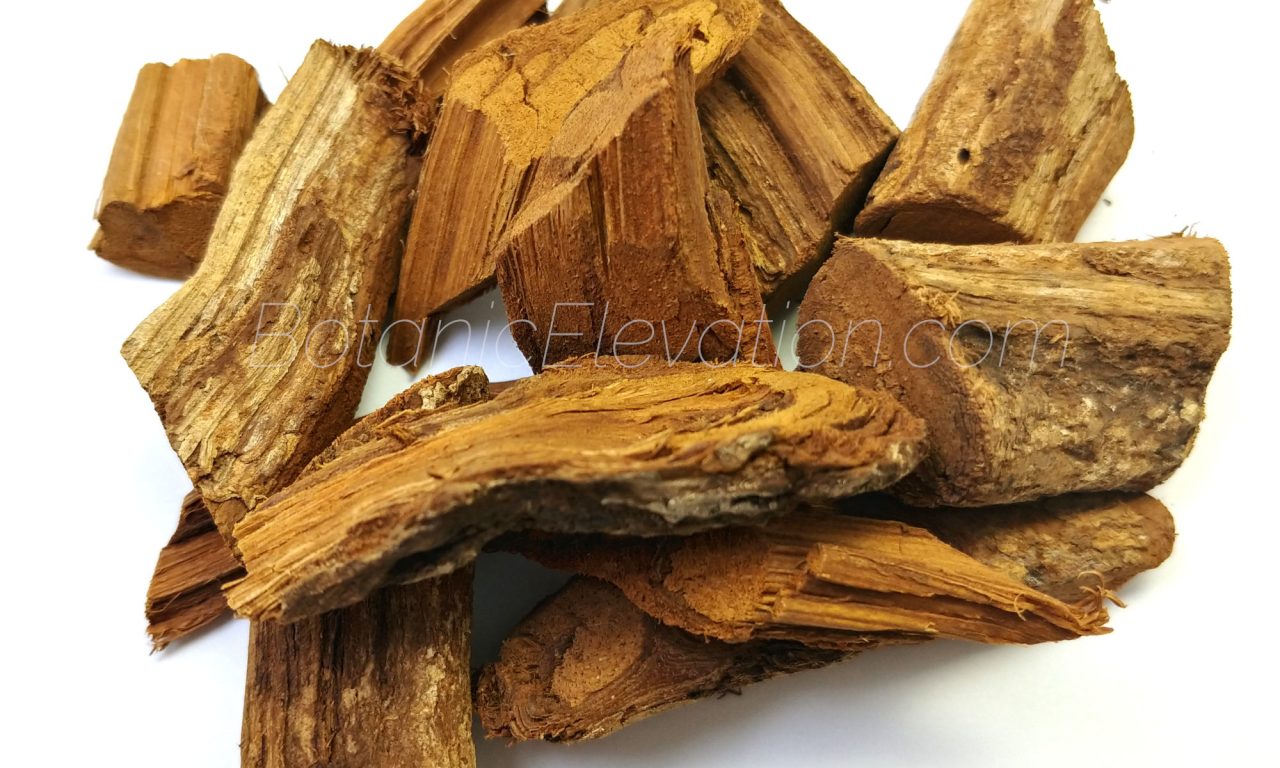 Banisteriopsis Caapi Leaves - Botanic Elevation