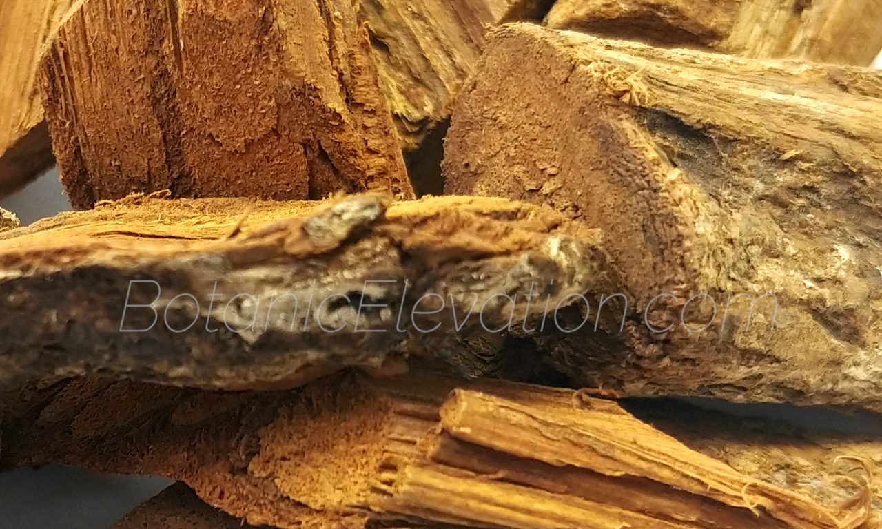 Banisteriopsis Caapi (Red Shredded Vine) - Botanic Elevation